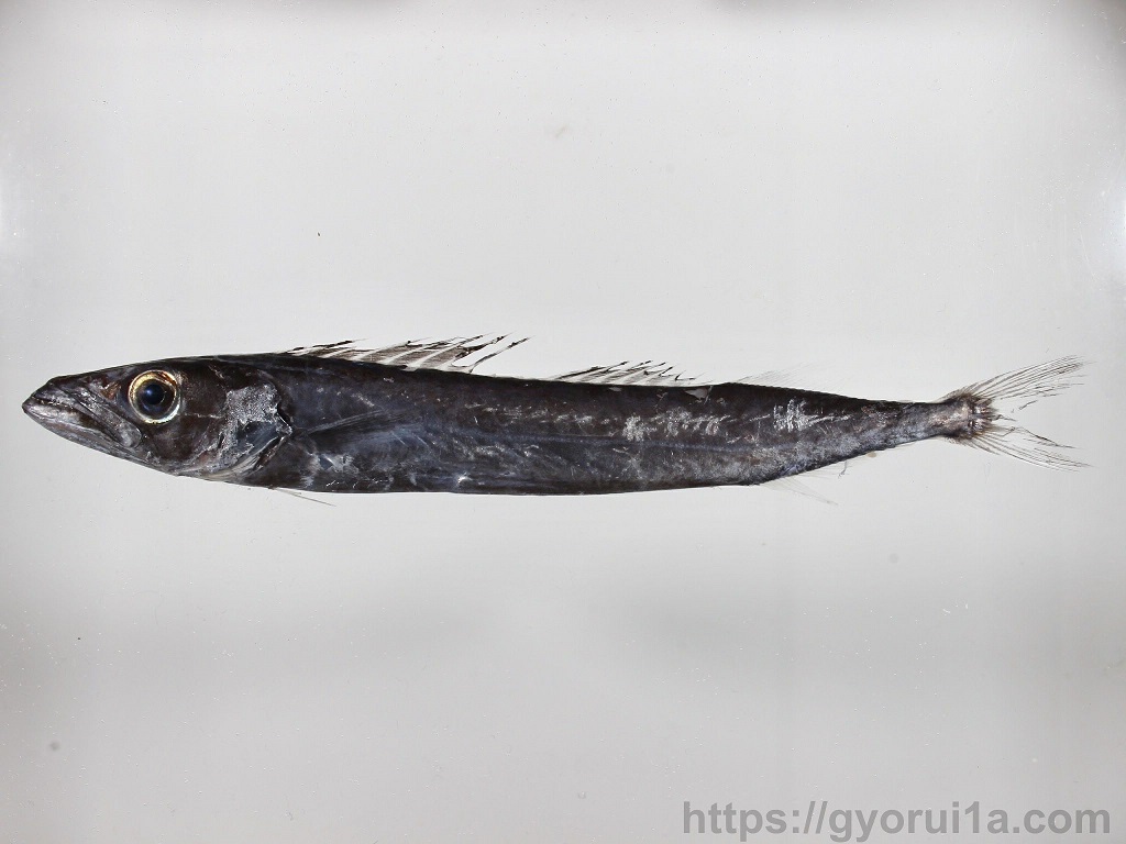 クロシビカマスPromethichthys prometheus (Cuvier, 1831) フィッシュズカン