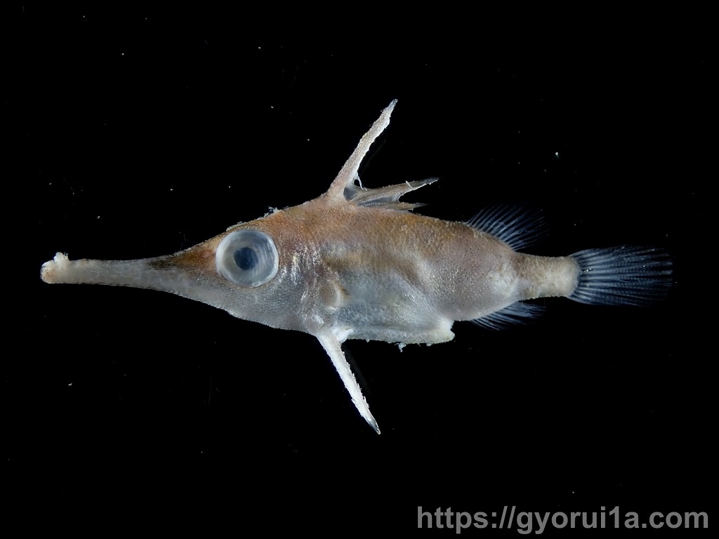 フエカワムキ | フィッシュズカン