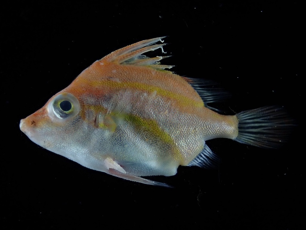 ベニカワムキ | フィッシュズカン