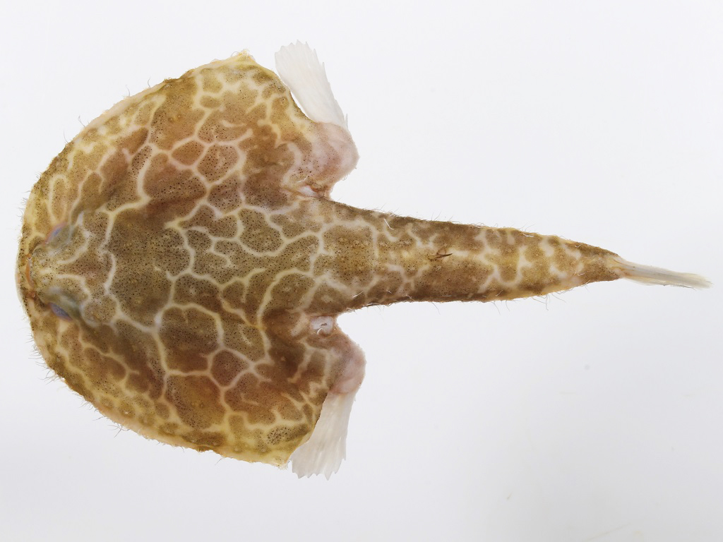 アミメフウリュウウオ Halicmetus reticulatus | アカグツ科