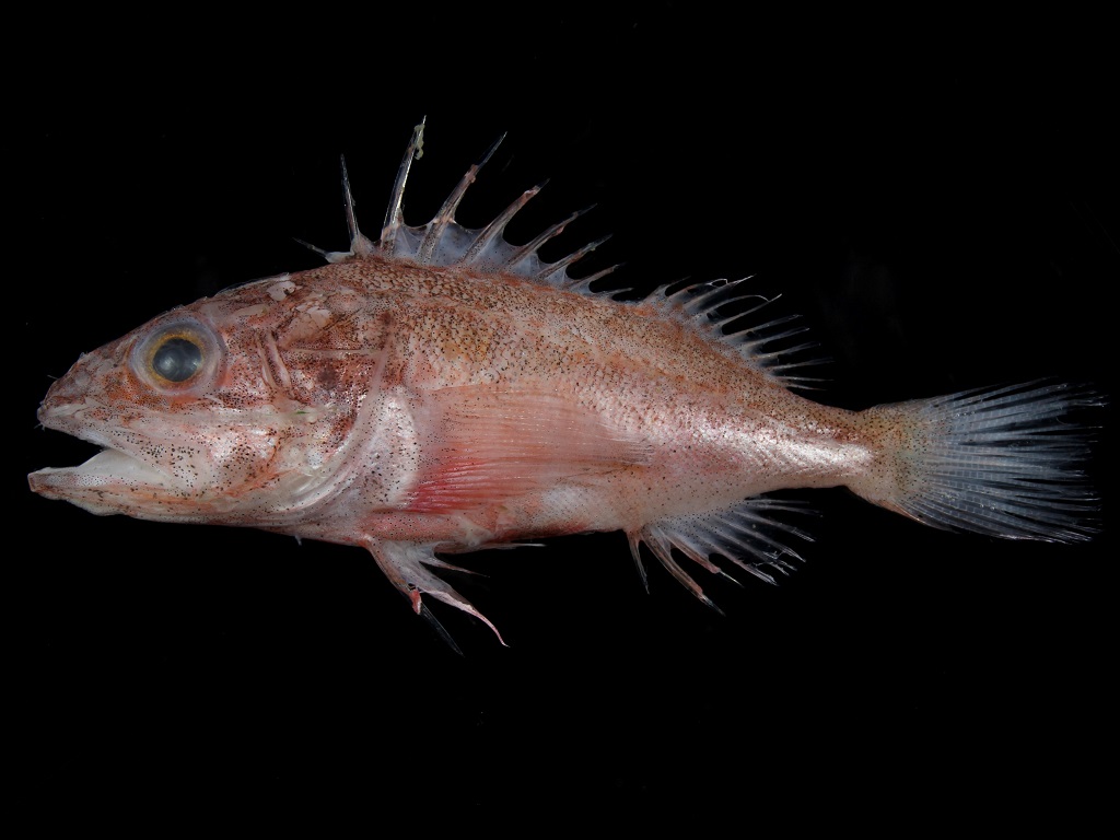 アズキカサゴ | フィッシュズカン