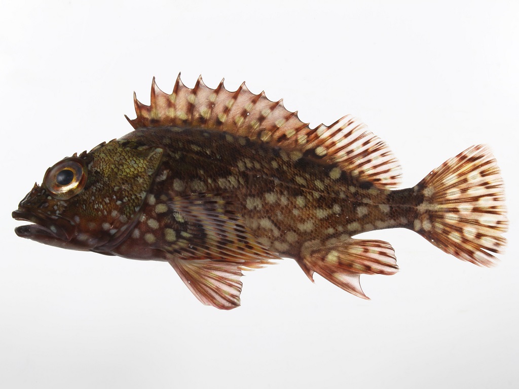 カサゴ Sebastiscus marmoratus (Cuvier, 1829) | フィッシュズカン