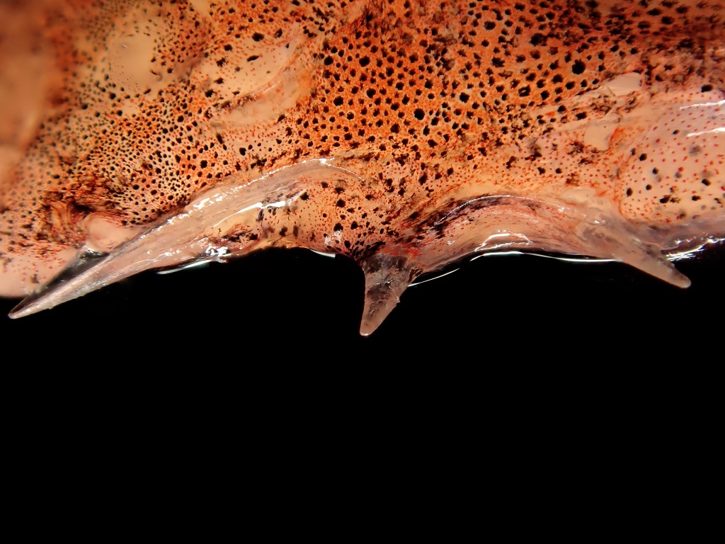 アズキカサゴ | フィッシュズカン