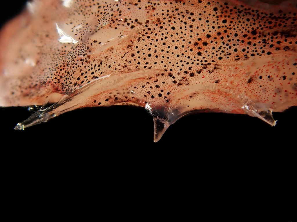 アズキカサゴ | フィッシュズカン