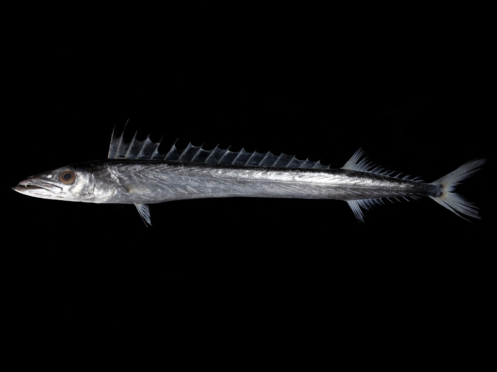 ナガタチカマスThyrsitoides marleyi Fowler, 1929 | フィッシュズカン