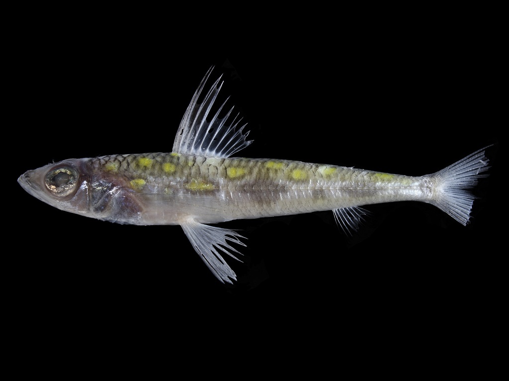 ナガアオメエソ科 | フィッシュズカン