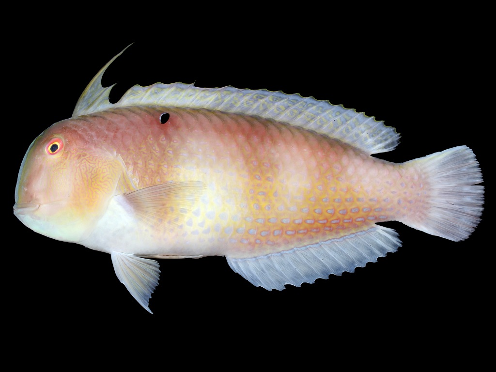 テンス Iniistius dea (Temminck and Schlegel, 1845) | フィッシュズカン