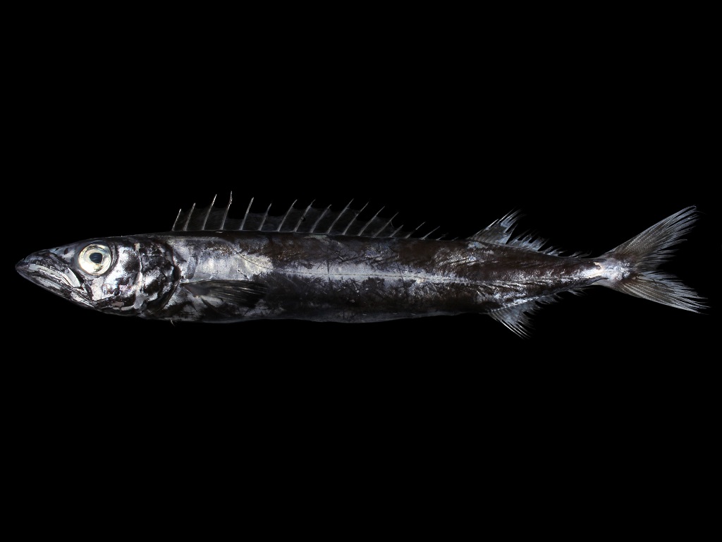 クロシビカマスPromethichthys prometheus (Cuvier, 1831) フィッシュズカン
