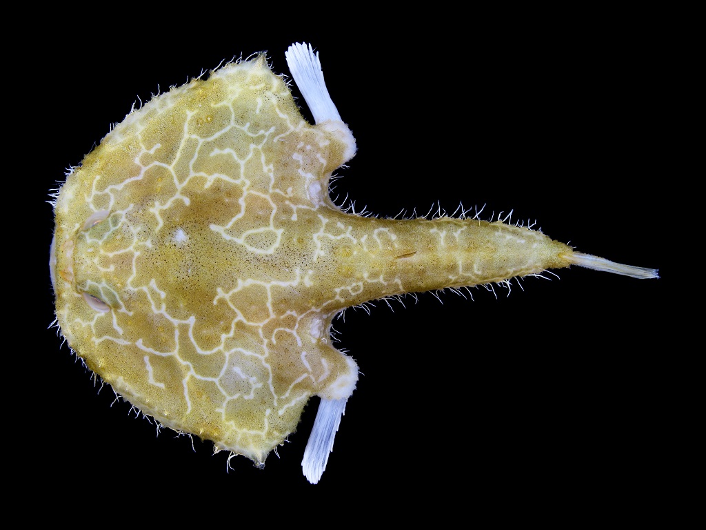 アミメフウリュウウオ Halicmetus reticulatus | アカグツ科