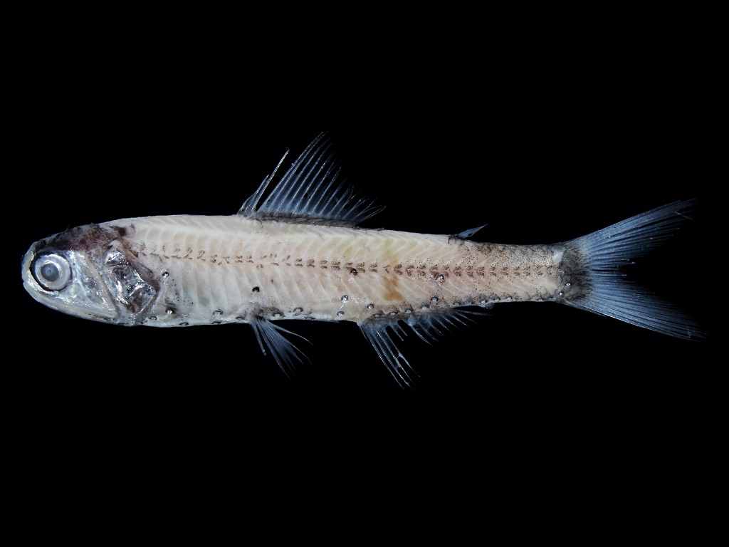 サガミハダカ Diaphus chrysorhynchus | ハダカイワシ科 | フィッシュズカン