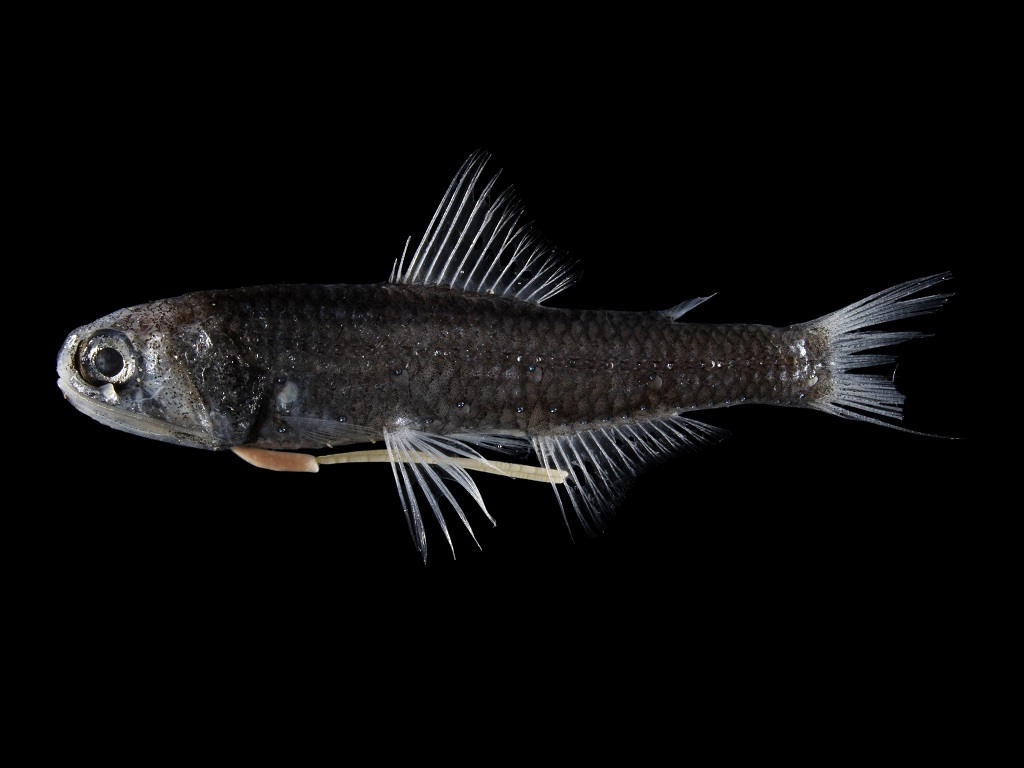 センハダカ Diaphus suborbitalisWeber, 1913 | フィッシュズカン