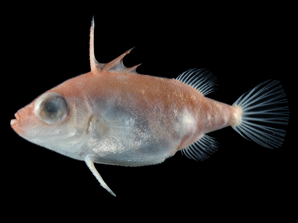 ウケグチカワムキ | フィッシュズカン