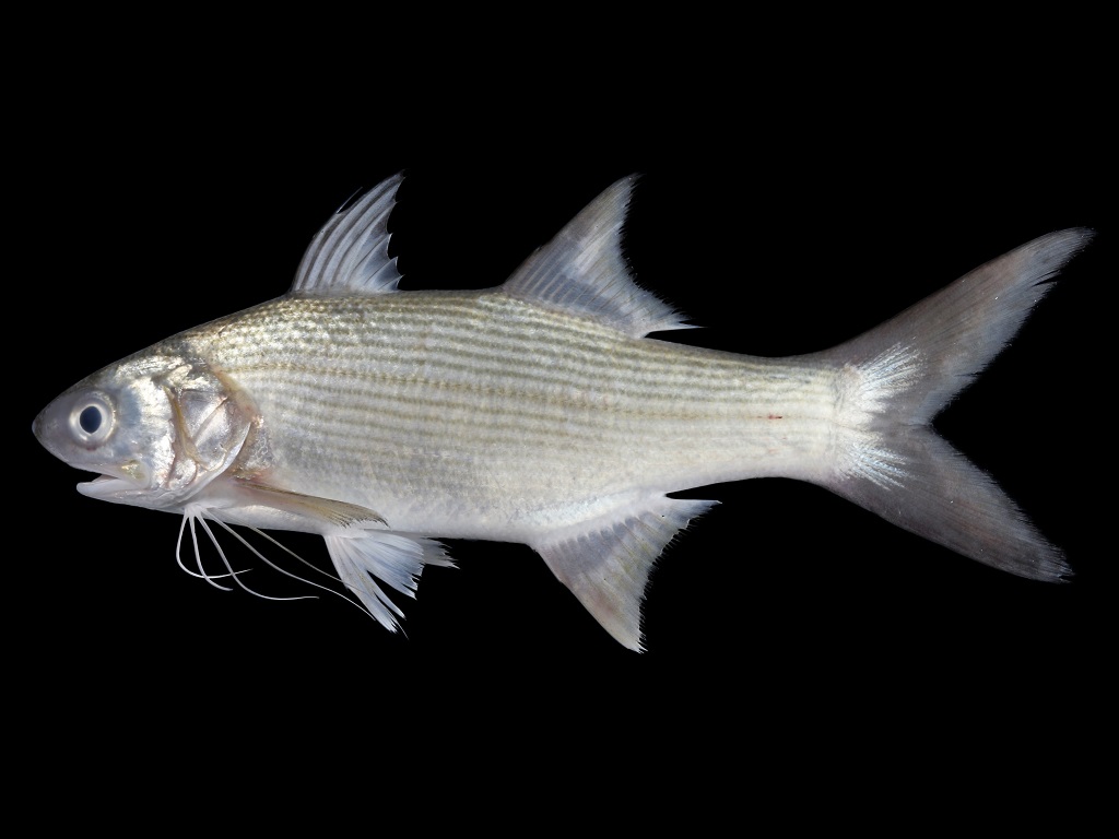 ツバメコノシロ Polydactylus plebeius | フィッシュズカン