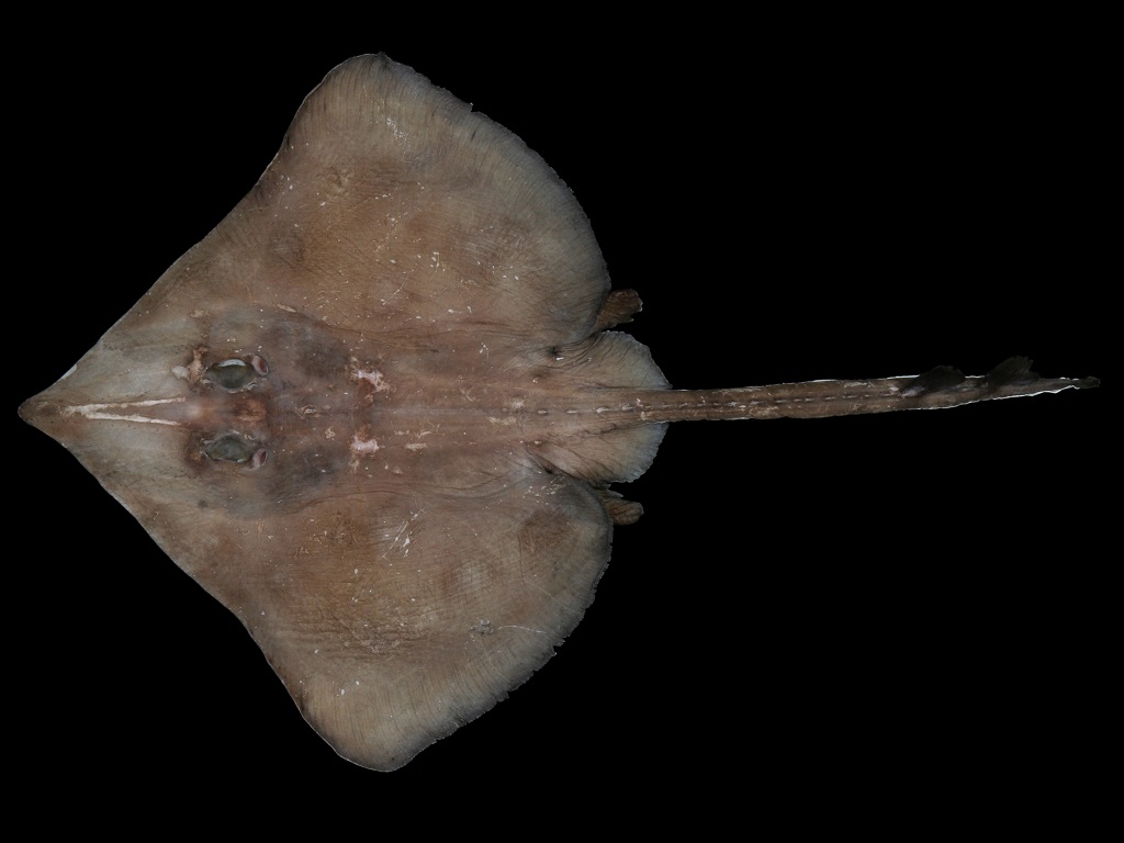 テングカスベ | フィッシュズカン