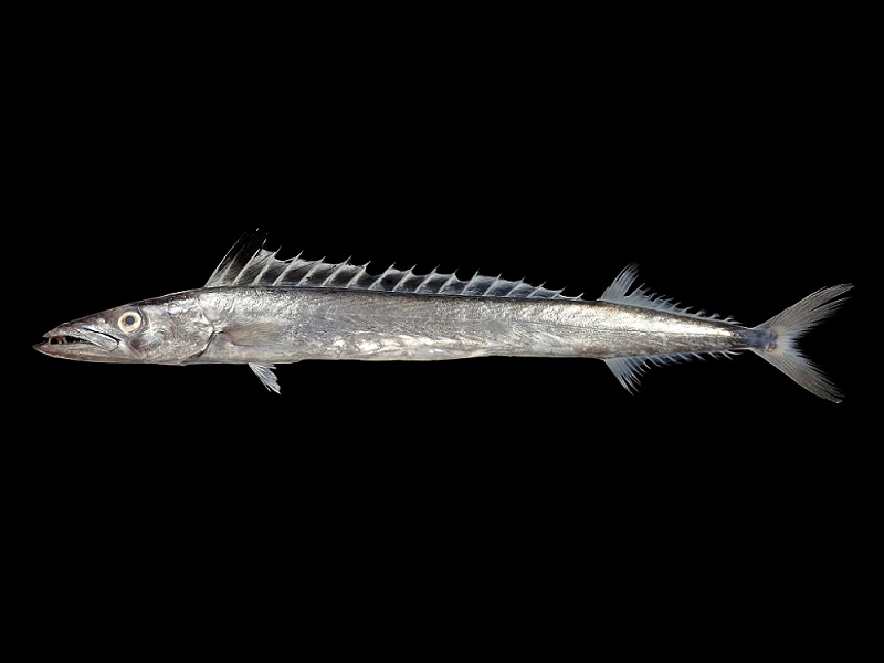 ナガタチカマスThyrsitoides marleyi Fowler, 1929 | フィッシュズカン