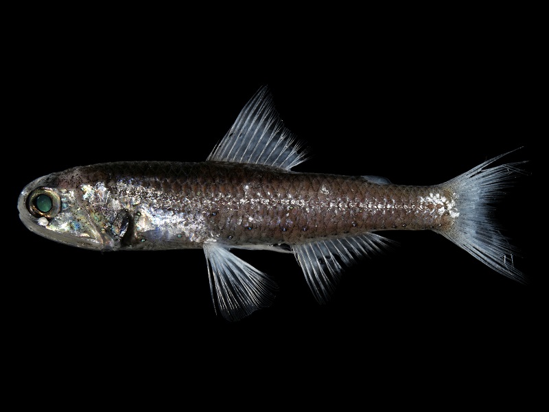 相模湾の魚 | フィッシュズカン