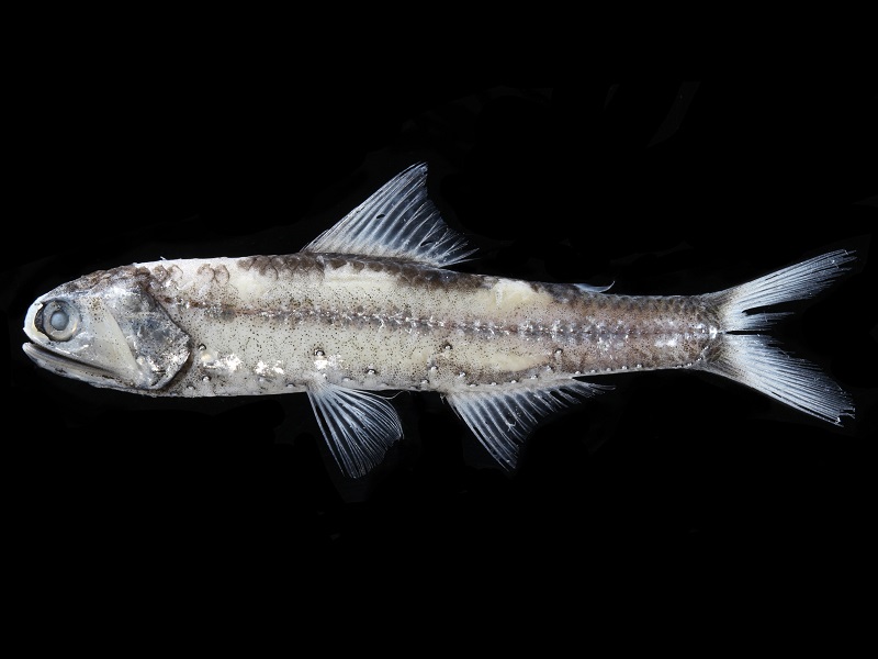 ハダカイワシ Diaphus watasei | ハダカイワシ科 | フィッシュズカン